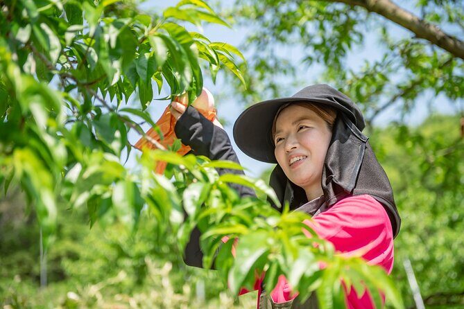 Nakatsu Orchard Fruit Tasting Tour - FAQ About the Nakatsu Orchard Fruit Tasting Tour