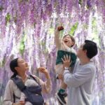 Nami Island and Begonia Bird Park Tour from Seoul (opt Railbike) - Price and Value Analysis