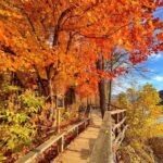 Nami Island, Apple Picking & The Alpaca Garden - Why This Tour Offers Good Value