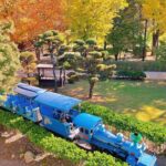 Nami Island, Rail bike & The Alpaca Garden - What You Can Expect at Each Stop