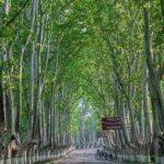 Nanjing: Boulevards, Presidential Palace & City Highlights - The Scenic Charm of Wutong Avenue