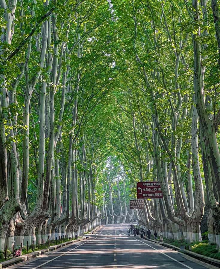 Nanjing: Boulevards, Presidential Palace & City Highlights - The Scenic Charm of Wutong Avenue