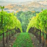Napa Valley Boutique Wine Tour 6 Hour Private SUV Good for 4 Pax - Who Should Consider This Tour?