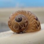 Naples Keewaydin Shelling Dolphin and Beach Tours - The Sum Up: Who Will Love This Tour?