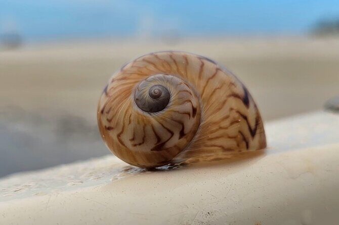 Naples Keewaydin Shelling Dolphin and Beach Tours - The Sum Up: Who Will Love This Tour?