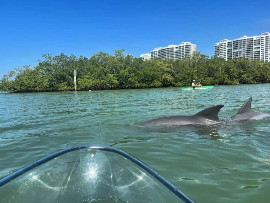 Naples: Wiggins Pass Clear Kayak Eco Tour - What You Can Expect During the Tour