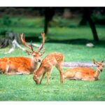 Nara Afternoon Tour from Kyoto - The Sum Up