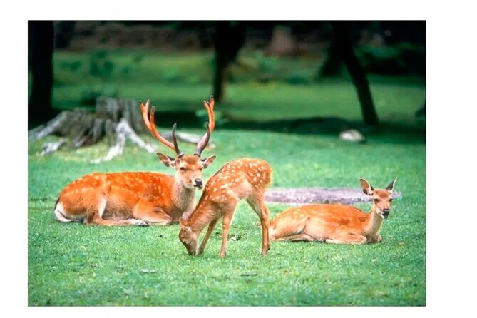 Nara Afternoon Tour from Kyoto - The Sum Up