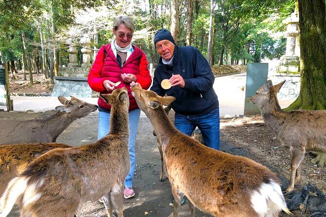 Nara: Half-Day Private Tour of 4 Must-See Spots & Deer Park - Why This Tour Is a Great Value