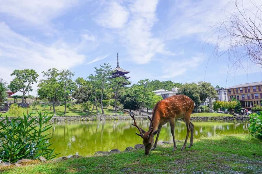 Nara: Half-Day UNESCO Heritage & Local Culture Walking Tour - Exploring Nara’s UNESCO Sites and Hidden Corners
