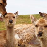 Nara: Hike Mt. Wakakusa and Encounter Wild, Free-Roaming Deer - Who Will Love This Tour?