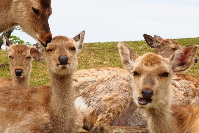 Nara: Hike Mt. Wakakusa and Encounter Wild, Free-Roaming Deer - Who Will Love This Tour?