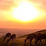 Nara Mt.Wakakusa Hilltop Bus From JR or Kintetsu Nara Station - Why This Tour Might Be Perfect for You