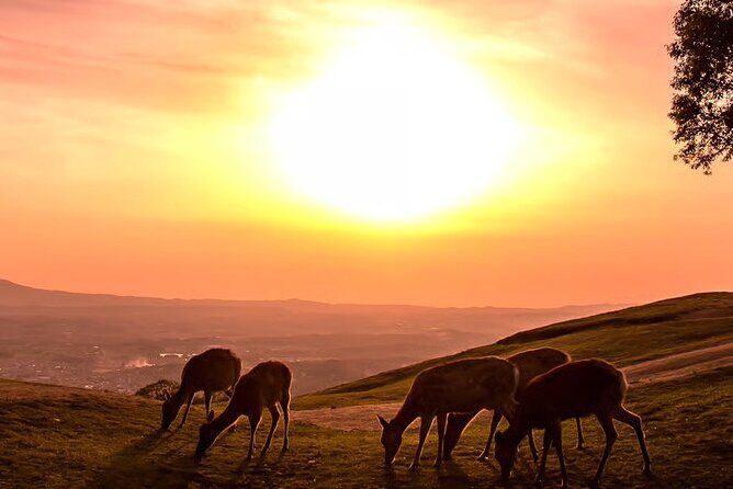 Nara Mt.Wakakusa Hilltop Bus From JR or Kintetsu Nara Station - Why This Tour Might Be Perfect for You