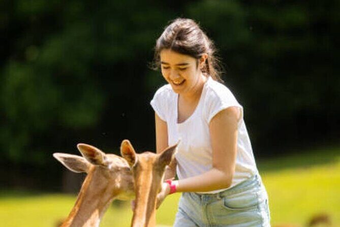 Nara Personalized Half Day Food Tour with a Local Guide - The Experience: What Travelers Say