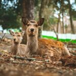 Nara Private Tour with Pick and Drop and English Speaking Driver - Who Should Consider This Tour?