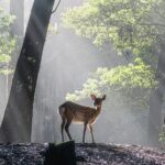 Nara: Sacred Morning Walk with Deer in the Mist - Authentic Insights from Past Participants