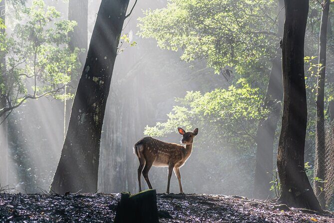Nara: Sacred Morning Walk with Deer in the Mist - Authentic Insights from Past Participants