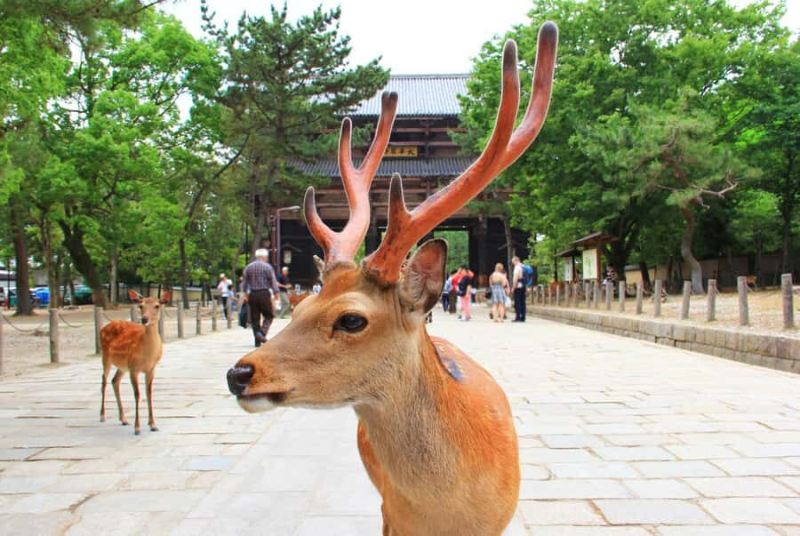 Nara: The Origin - Walking Tour - Why This Tour Works Well