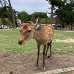 Nara Walking Tour for Small Groups: Temples and Deer - What Makes This Tour Stand Out