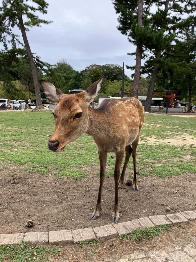 Nara Walking Tour for Small Groups: Temples and Deer - What Makes This Tour Stand Out