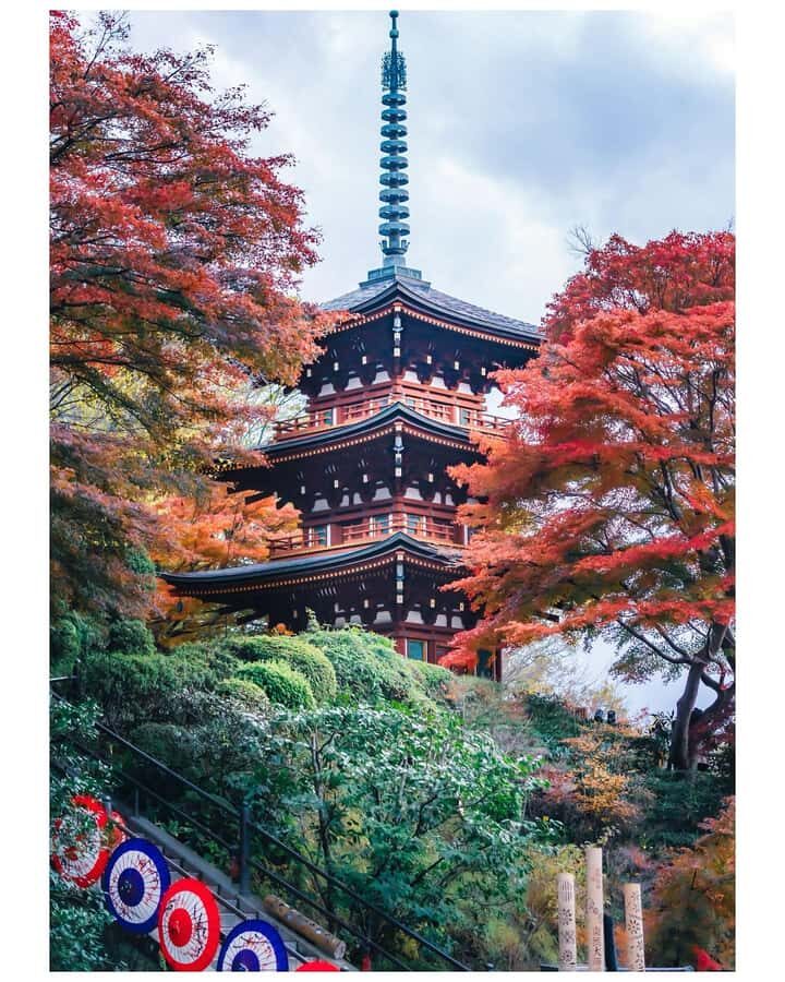 Nara: Walking Tour with History, and spiritual stories - Feeding the Deer in Nara Park