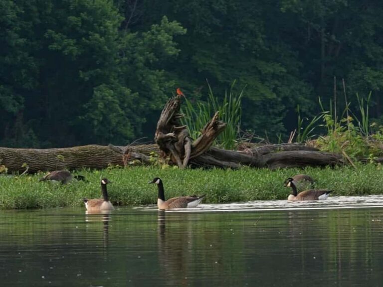 Nashville: Old Hickory Lake Clear Kayak Wildlife Tour - What makes this tour special?