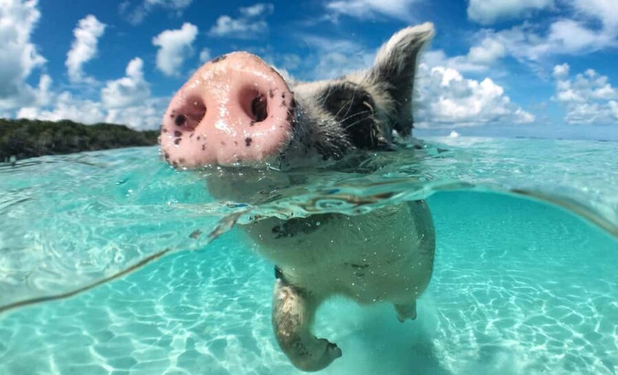 Nassau: 3-Island Snorkel Tour with Pigs, Beach Club, & Lunch - Authenticity and Practical Tips