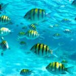 Nassau: 3 islands Pigs,Turtles,Snorkel & Beach Club with lunch - The Sum Up