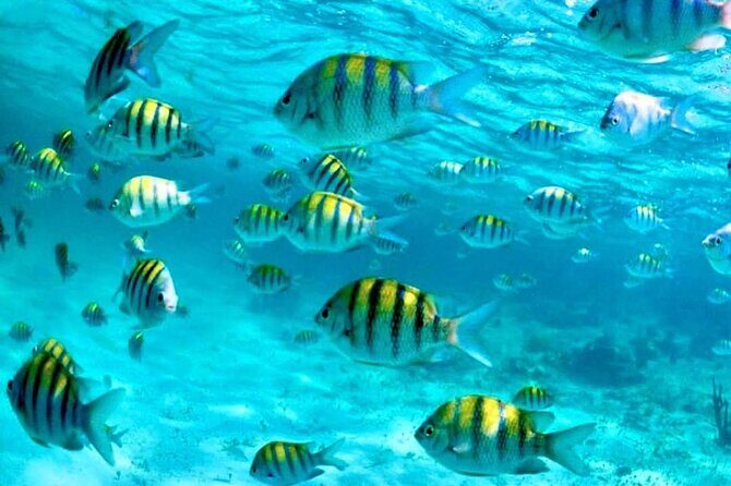 Nassau: 3 islands Pigs,Turtles,Snorkel & Beach Club with lunch - The Sum Up