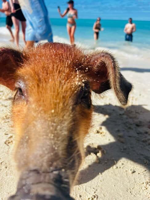 Nassau: 3 Islands Tour, Snorkel, Pig Beach, Turtles & Lunch - The Experience in Action