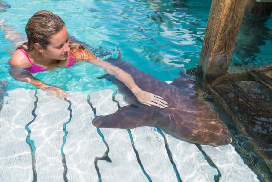 Nassau: Discover Exuma Island Hopping and Swimming Pigs Tour - Allen’s Cay and the Bahamian Iguanas