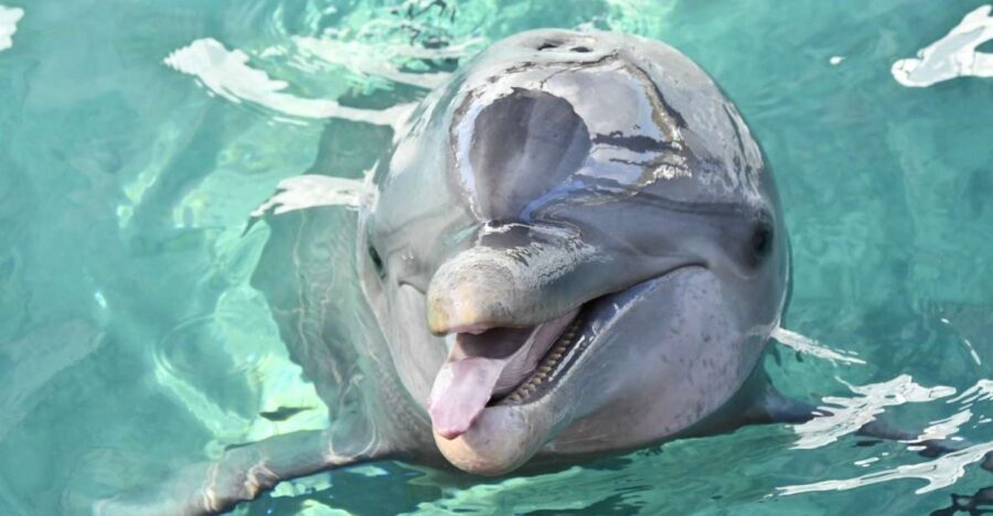 Nassau: Half-Day Guided Cay Cruise, Sea Life Watch & Snorkel - Transportation, Group Size, and Pricing