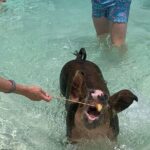 Nassau: Half Day Reef Snorkeling, Turtles & Swimming Pigs - The Itinerary Breakdown