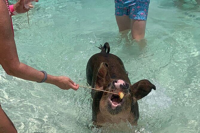 Nassau: Half Day Reef Snorkeling, Turtles & Swimming Pigs - The Itinerary Breakdown