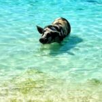 Nassau: Island Hopping Boat Trip with Lunch & Drinks - The Quality and Value of the Experience