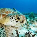 Nassau: Private Island & Snorkeling, Turtles, Drinks & BBQ - The Real Deal: What Travelers Say