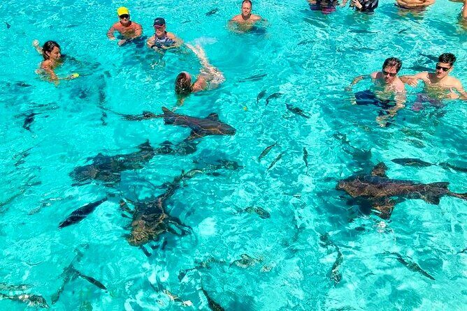 Nassau Private Swim with Pigs, Turtles and Snorkel Tour - Authentic Insights from Reviews