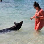 Nassau: Snorkeling, Pig Beach, Swim with Turtles, and Lunch - Key Points