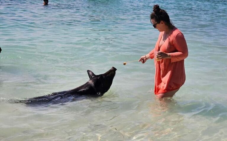 Nassau: Snorkeling, Pig Beach, Swim with Turtles, and Lunch - Key Points