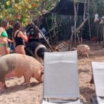 Nassau: Snorkeling, Swimming Pigs, Turtles & beach bar - An Honest Look at the Nassau Tour Experience