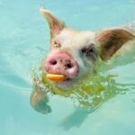 Nassau: Swimming Pigs and Private Beach Club Trip with Lunch - What Travelers Are Saying