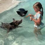 Nassau: Swimming Pigs And Snorkel With Turtles - Exploring the Itinerary: From Green Cay to Rose Island