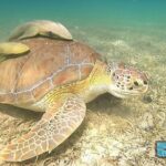 National Park Snorkeling Excursion - Why Travelers Love This Tour