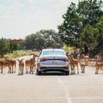 Natural Bridge Wildlife Ranch: Self-Guided Safari Drive-Thru - Value and Overall Impression