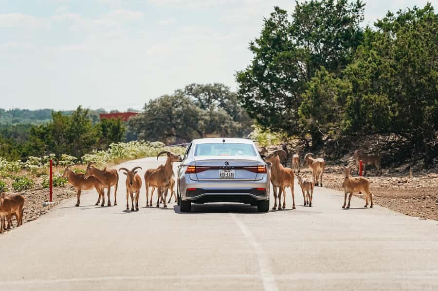 Natural Bridge Wildlife Ranch: Self-Guided Safari Drive-Thru - Value and Overall Impression