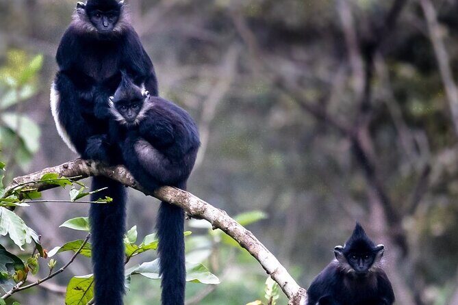 Nature Trails & Guided Adventures in Cuc Phuong National Park - First Stop: Tam Coc and Travel to Cuc Phuong