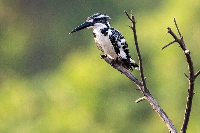 Negombo Lagoon & Muthurjawela Bird Watching Boat Tour - Who Is It Not For?