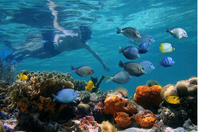 Negril Glass Bottom Boat Tour Snorkeling and Booby Cay - FAQ