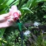 Negril Hilite Ricks Cafe and Humming Garden from Negril - The Flexibility of the Itinerary